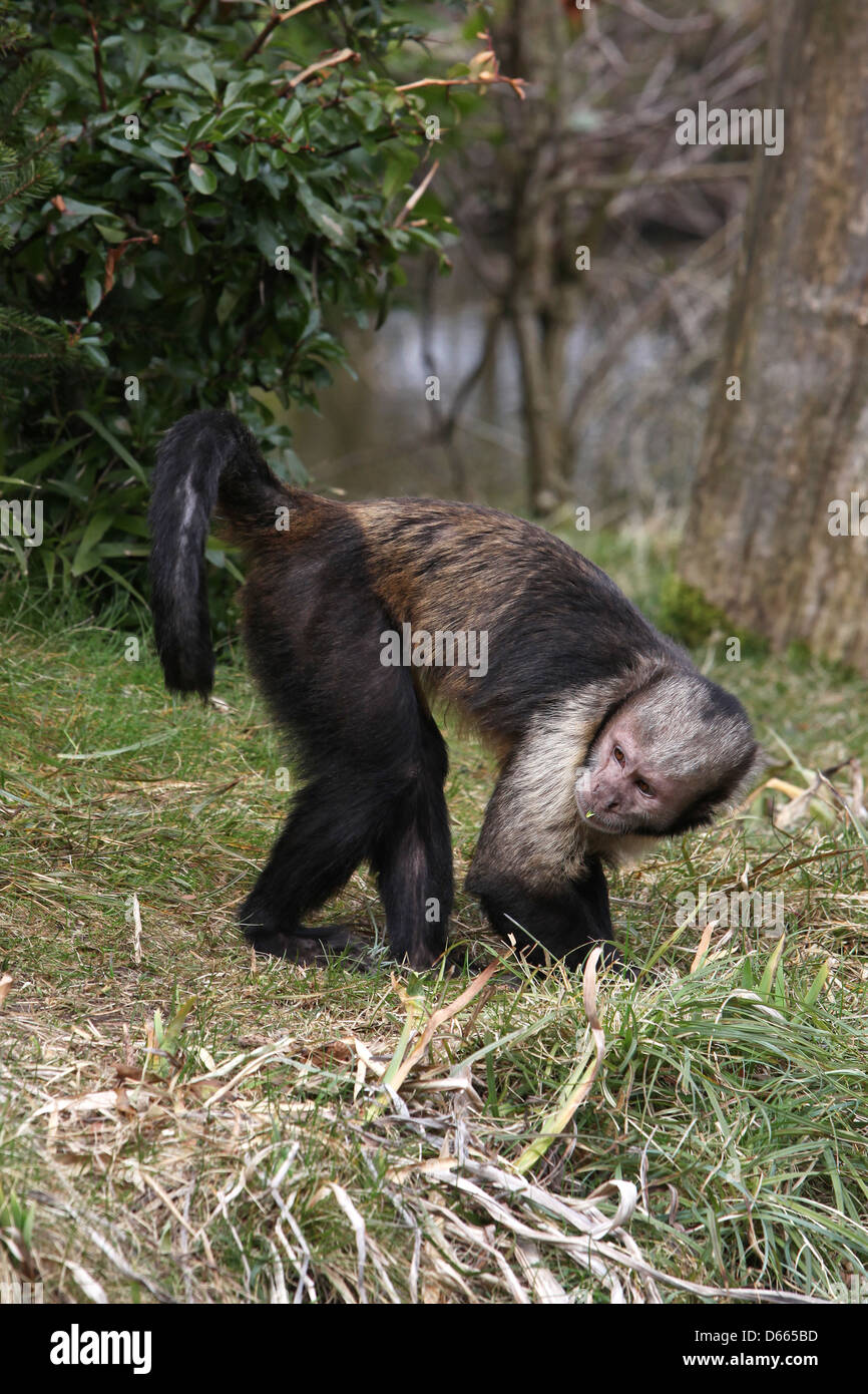 Scimmia pelosa immagini e fotografie stock ad alta risoluzione - Alamy