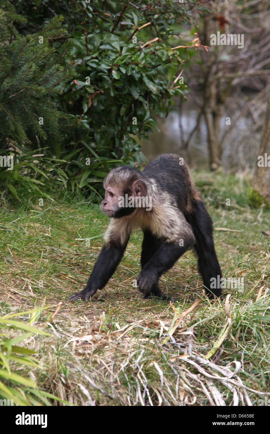 Scimmia pelosa immagini e fotografie stock ad alta risoluzione - Alamy