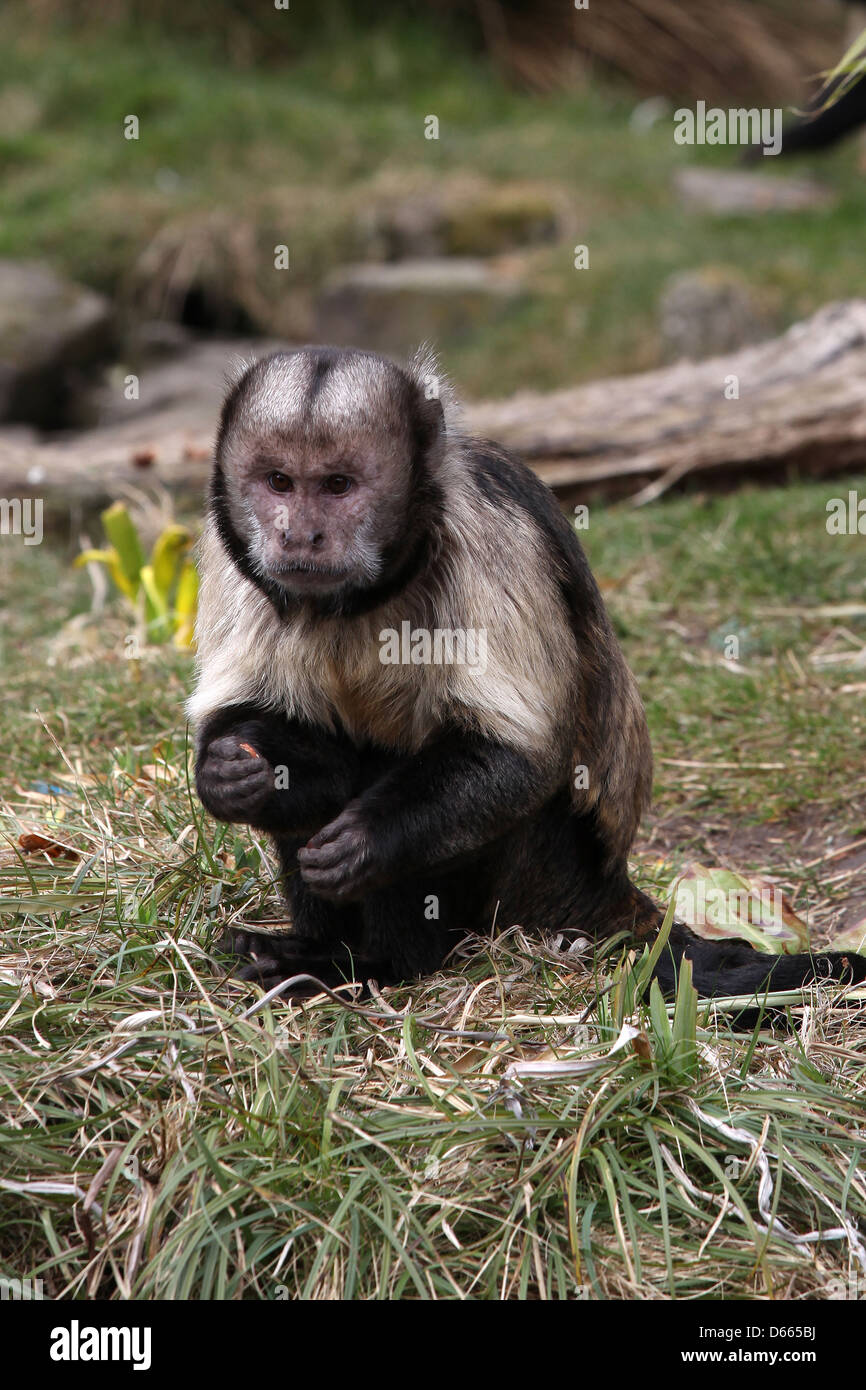 Scimmia pelosa immagini e fotografie stock ad alta risoluzione - Alamy