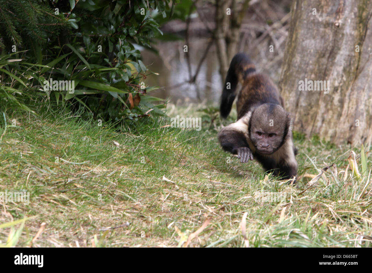 Scimmia pelosa immagini e fotografie stock ad alta risoluzione - Alamy