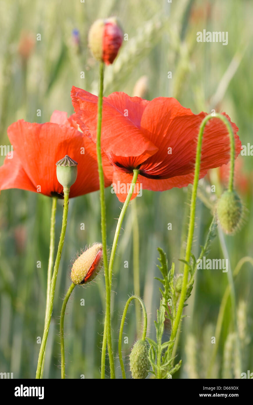 Uso del papavero immagini e fotografie stock ad alta risoluzione - Alamy