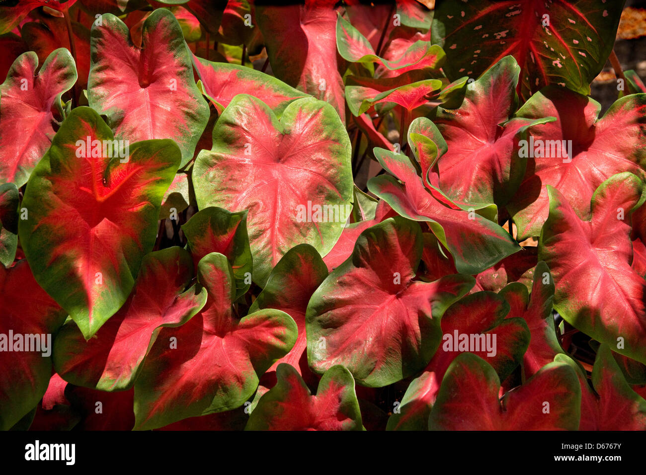Caladium rosa immagini e fotografie stock ad alta risoluzione - Alamy