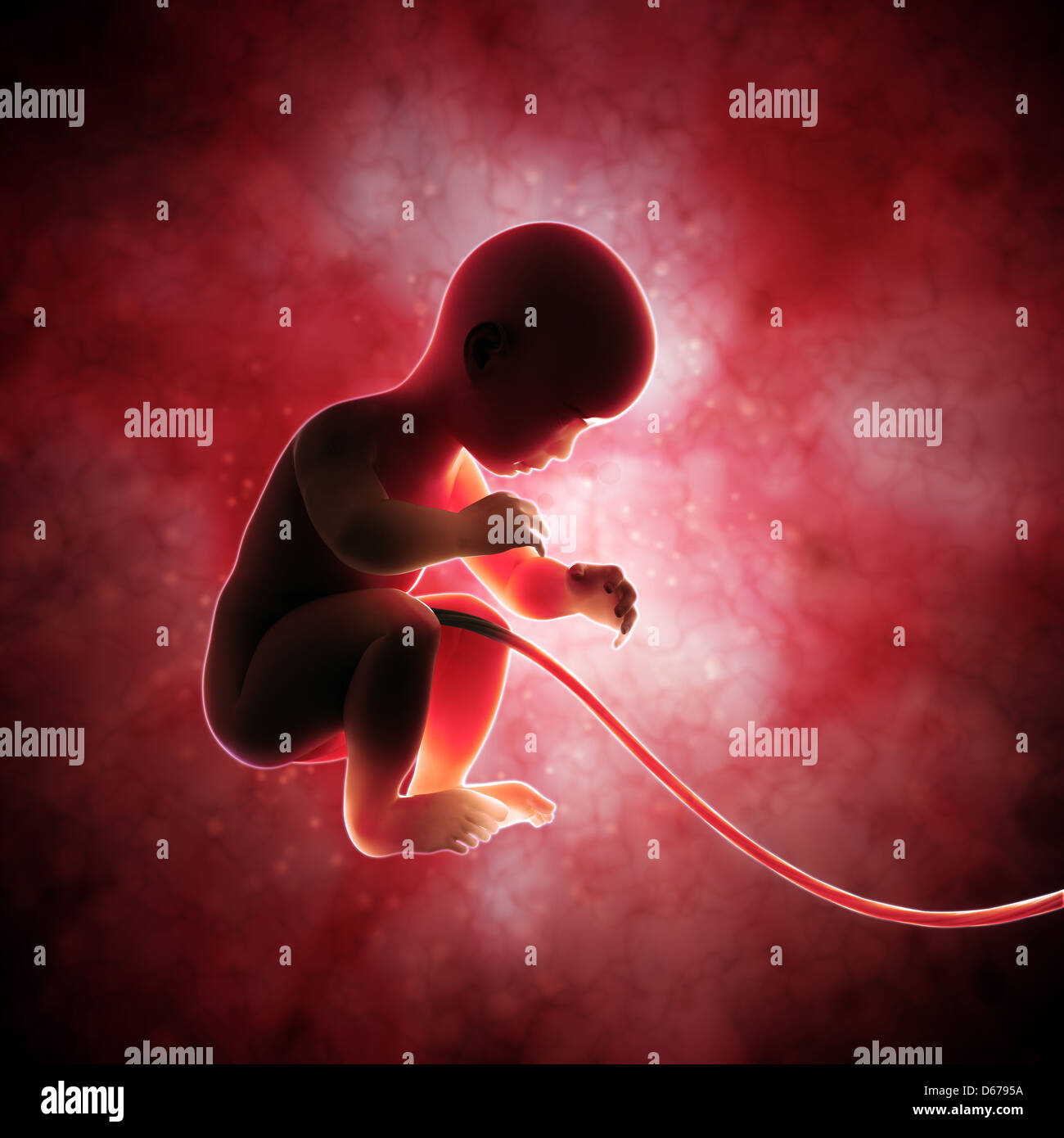 Embrione nel grembo materno immagini e fotografie stock ad alta ...