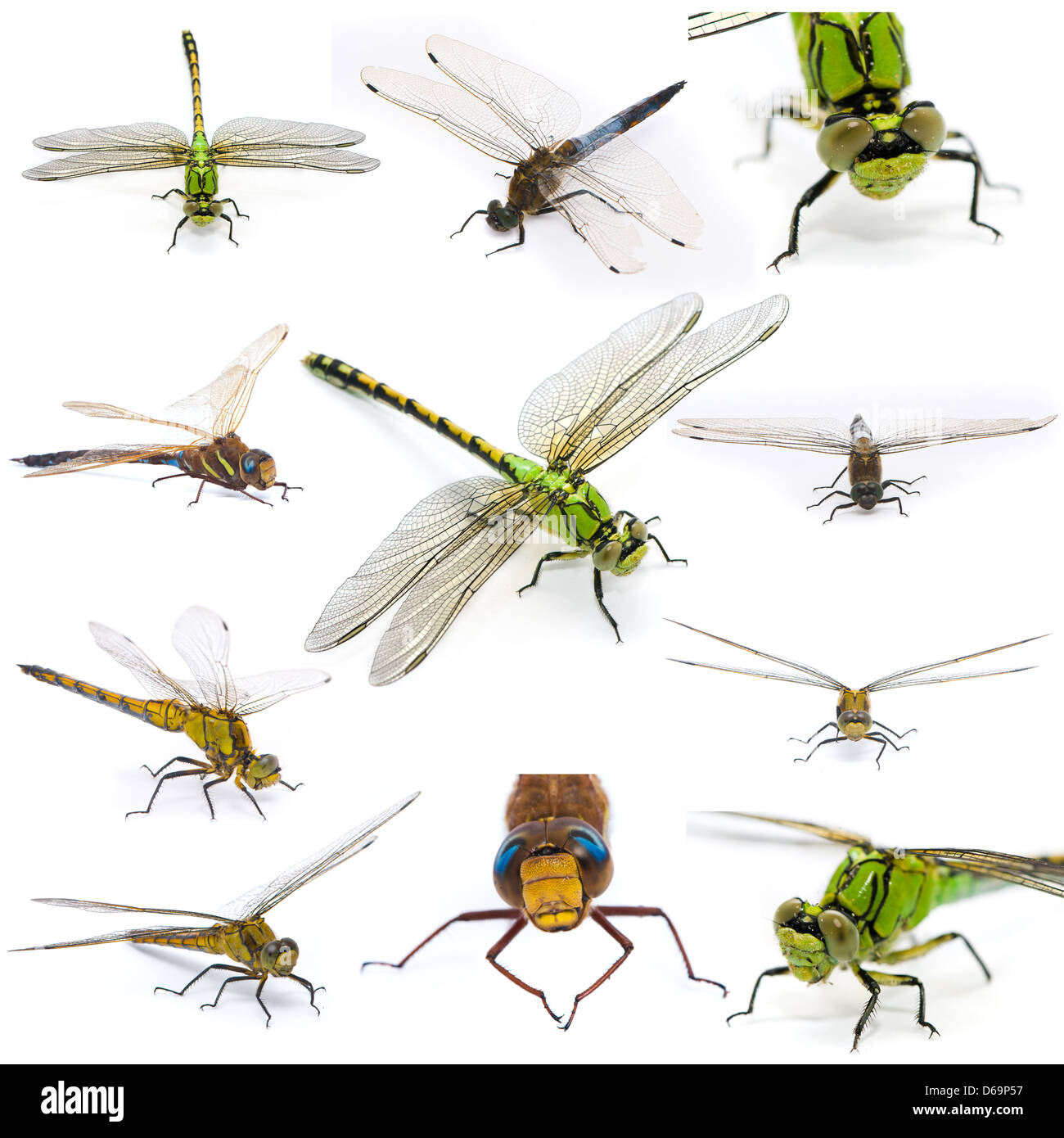 Sfondo bianco libellula immagini e fotografie stock ad alta risoluzione ...