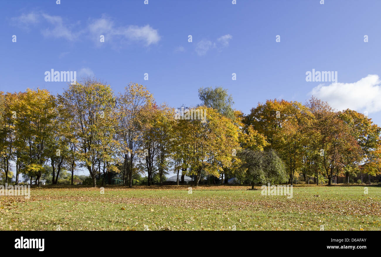 Gli aceri immagini e fotografie stock ad alta risoluzione - Alamy