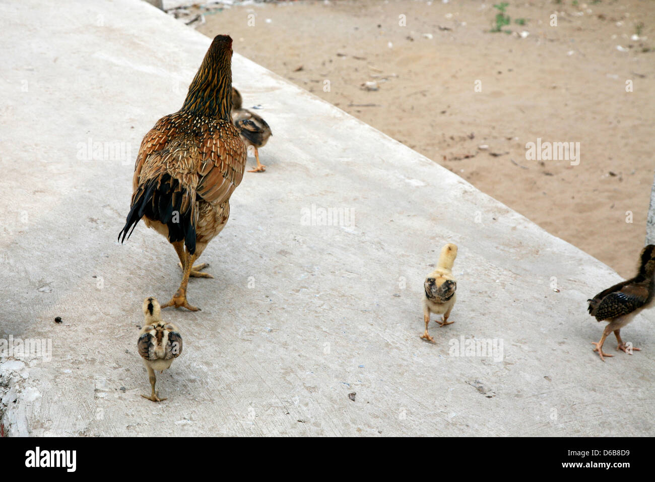 Pulcini vari animali immagini e fotografie stock ad alta risoluzione ...