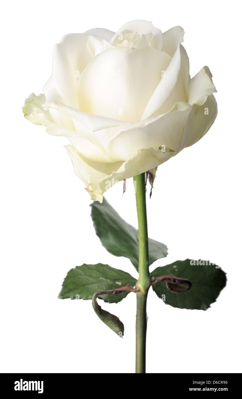 Rosa bianca immagini e fotografie stock ad alta risoluzione - Alamy