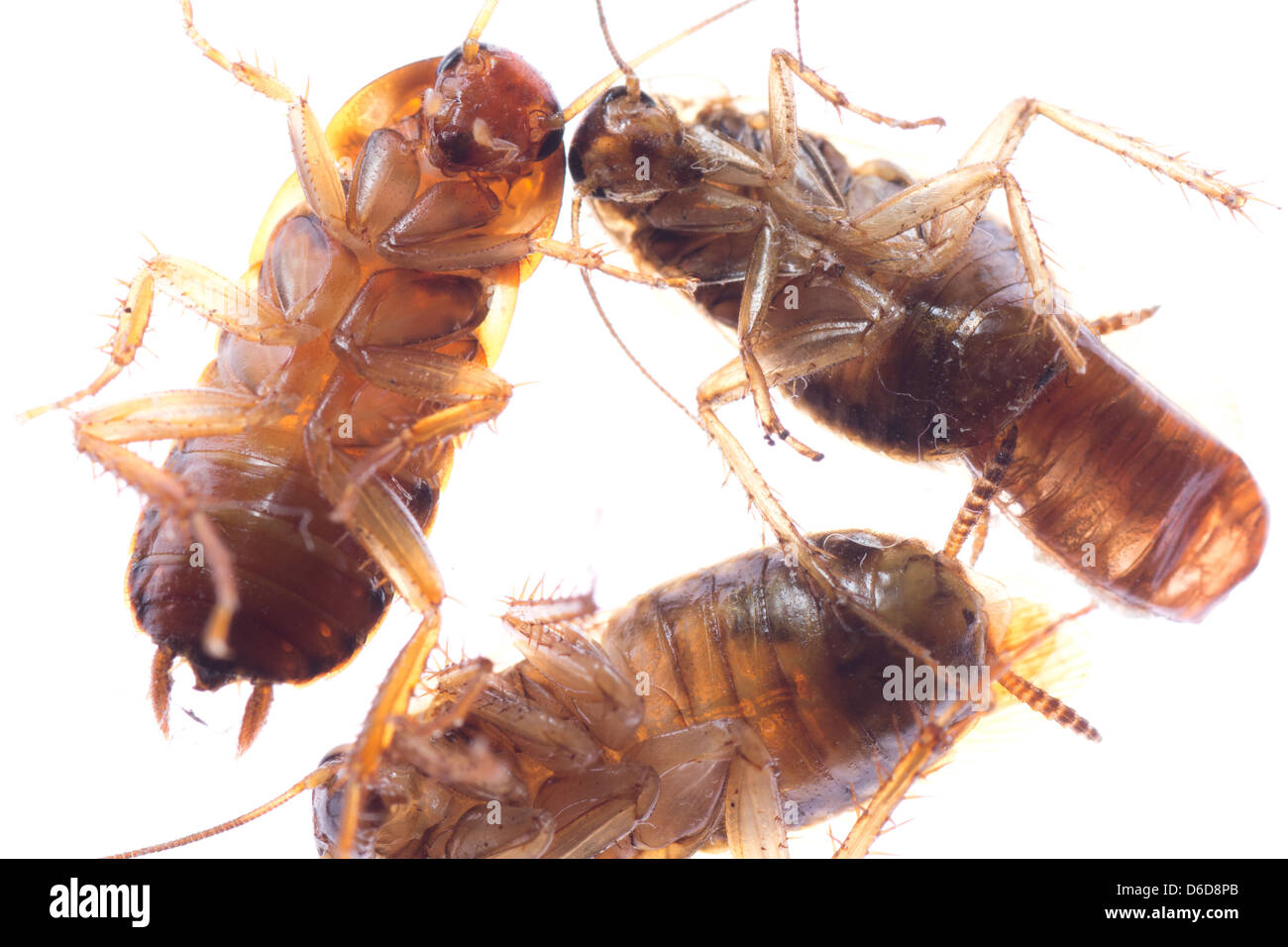 Col dei morti immagini e fotografie stock ad alta risoluzione - Alamy
