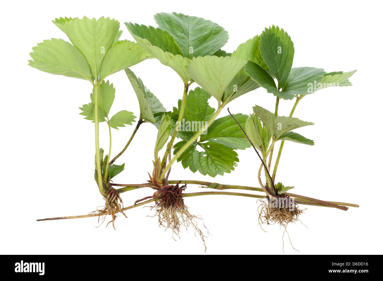 Radici delle piante di fragola immagini e fotografie stock ad alta ...
