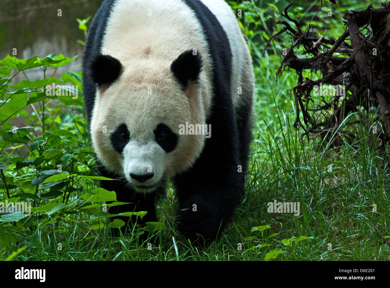 Orso panda prigioniero immagini e fotografie stock ad alta risoluzione ...