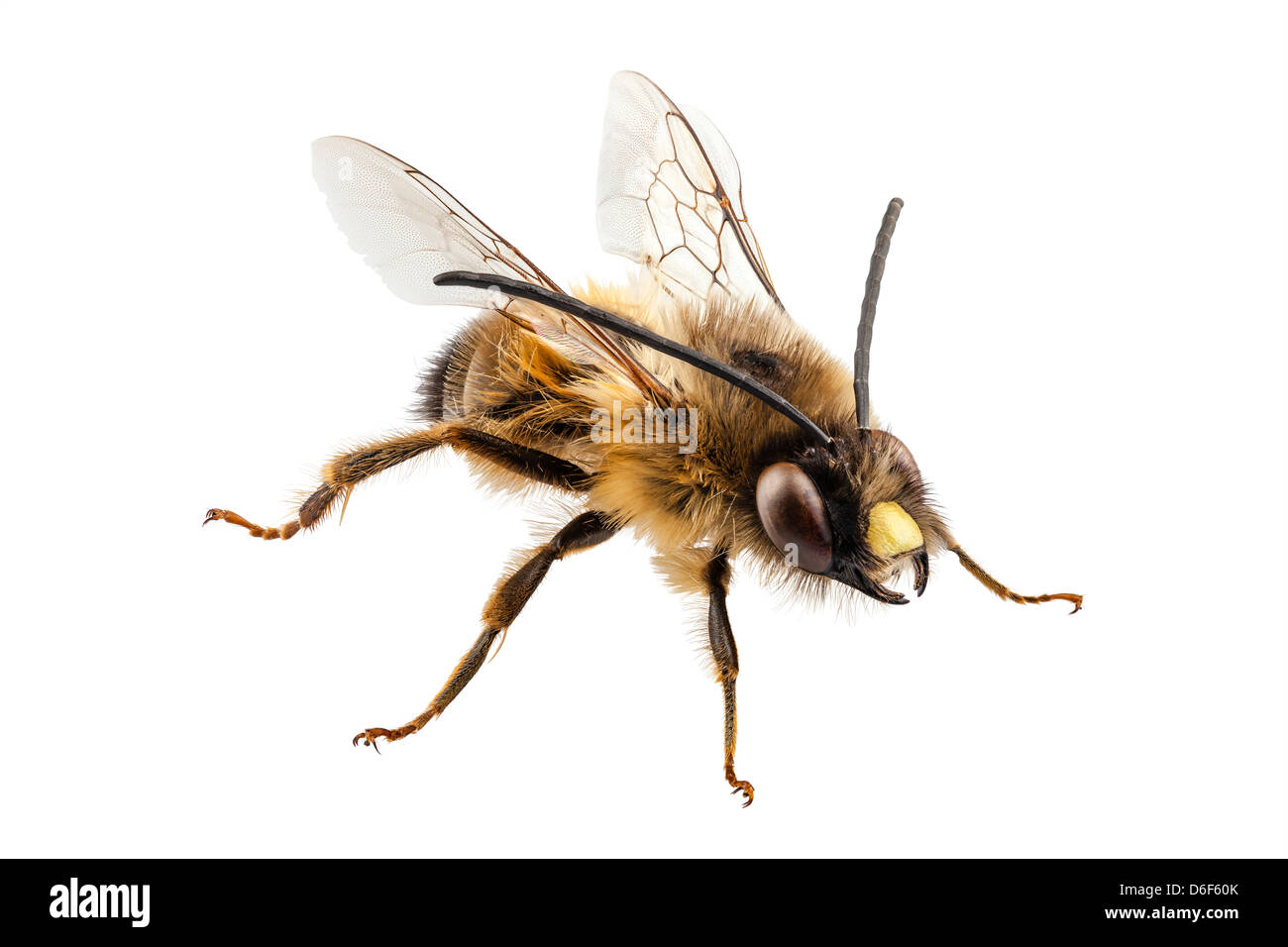 Specie di api selvatiche immagini e fotografie stock ad alta ...