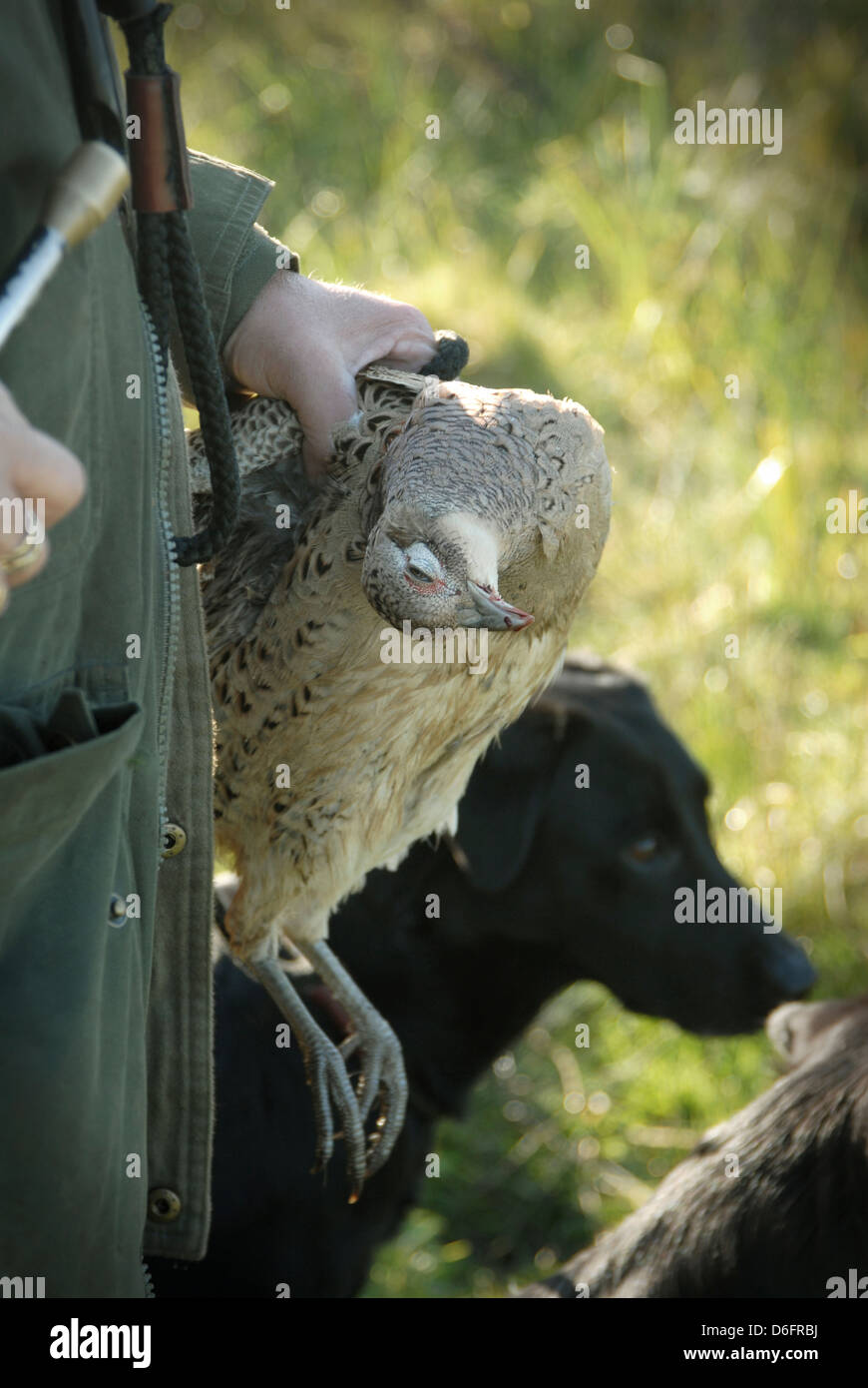 Sparare gioco di uccelli immagini e fotografie stock ad alta ...