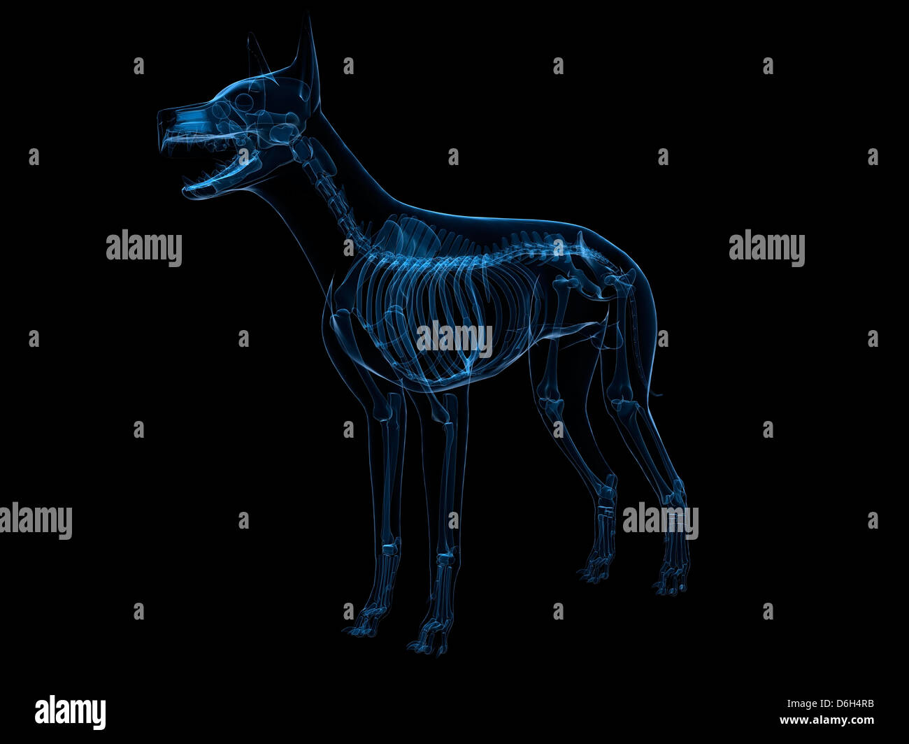Anatomia del cane coda immagini e fotografie stock ad alta risoluzione ...