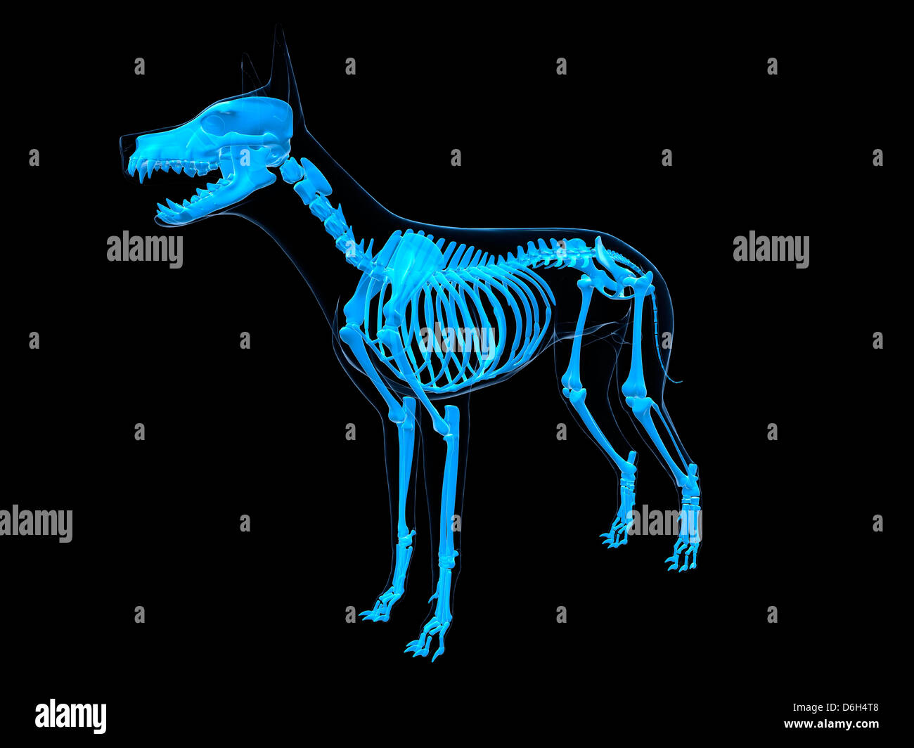 Anatomia del cane coda immagini e fotografie stock ad alta risoluzione ...