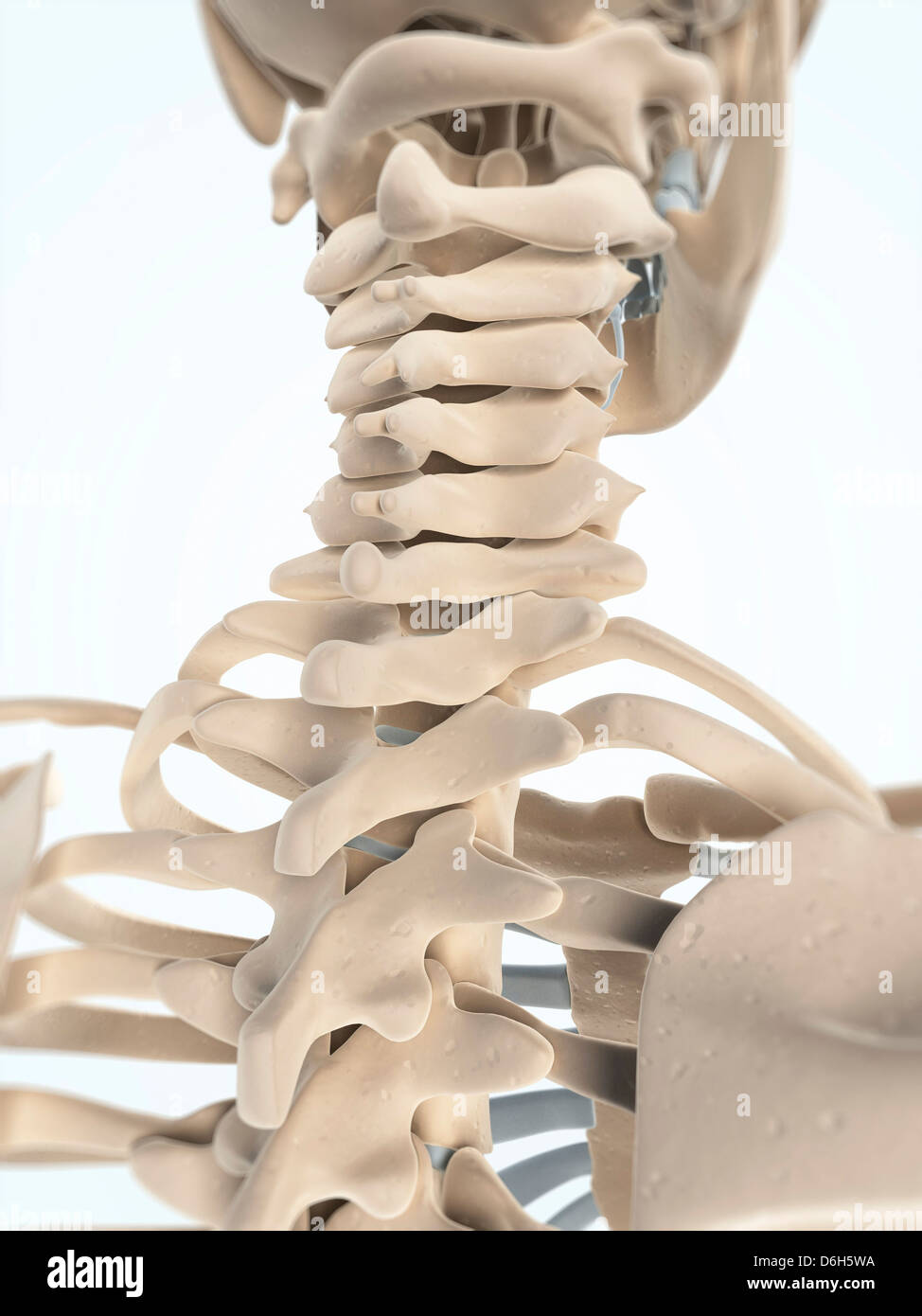 Neck bone immagini e fotografie stock ad alta risoluzione - Alamy