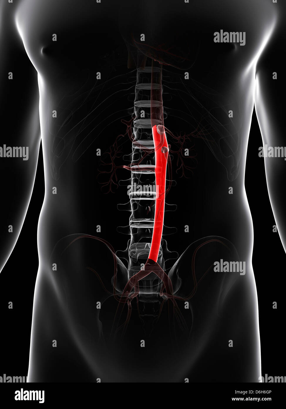 Illustrazione di anatomia dell'aorta addominale immagini e fotografie ...