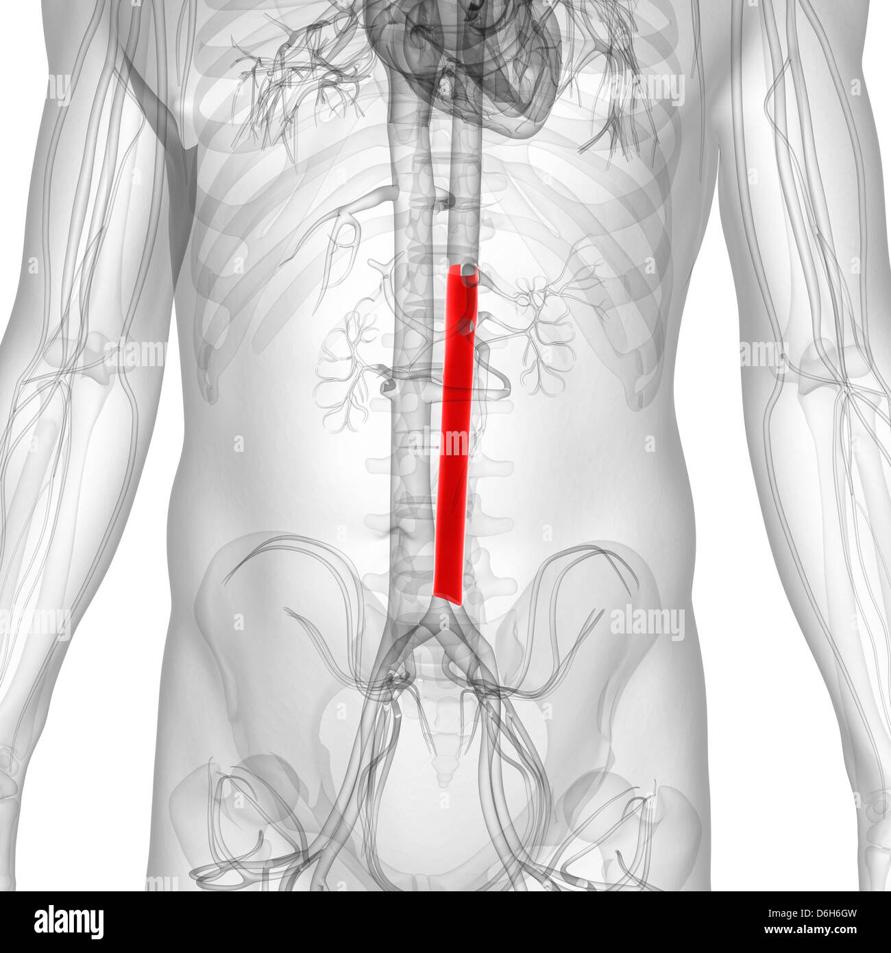 Illustrazione di anatomia dell'aorta addominale immagini e fotografie stock ad alta risoluzione ...