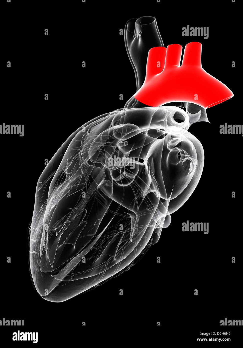 Arco aortico immagini e fotografie stock ad alta risoluzione - Alamy