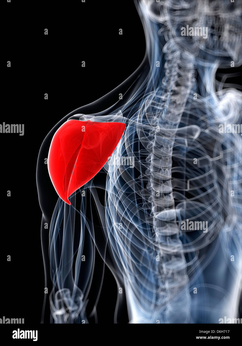Muscolo della spalla immagini e fotografie stock ad alta risoluzione ...