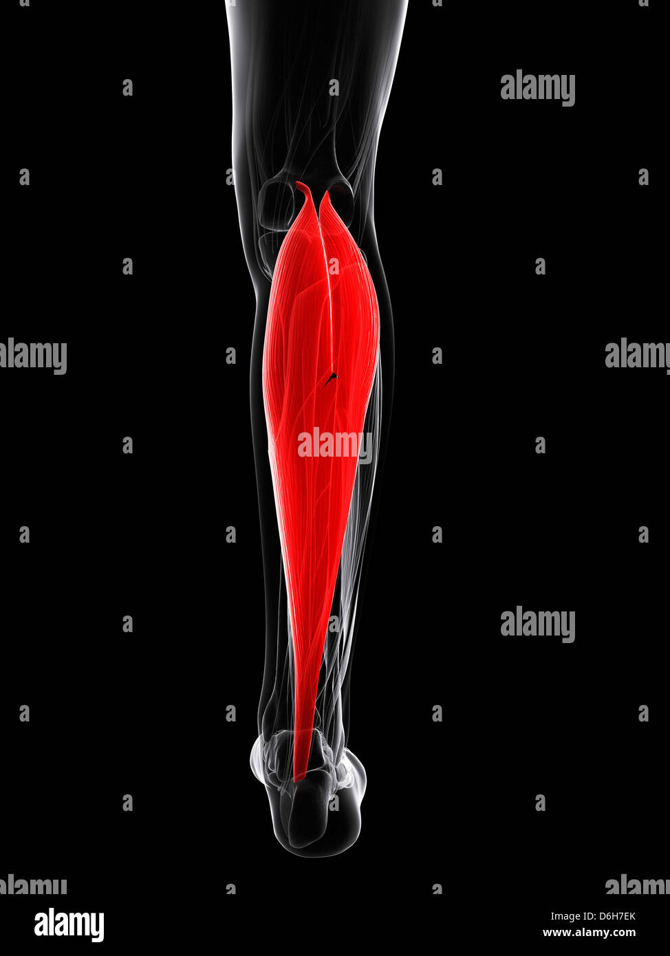 Anatomia polpaccio muscolo immagini e fotografie stock ad alta ...