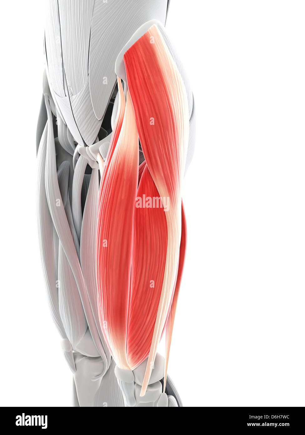 Muscolo quadricipite femorale Immagini e Fotos Stock - Alamy