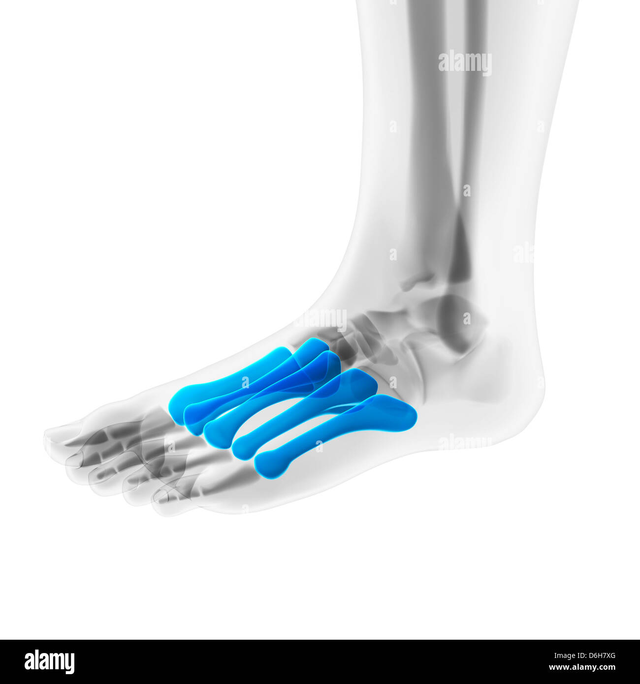 Illustrazione Ossa Piede Immagini e Fotos Stock - Alamy