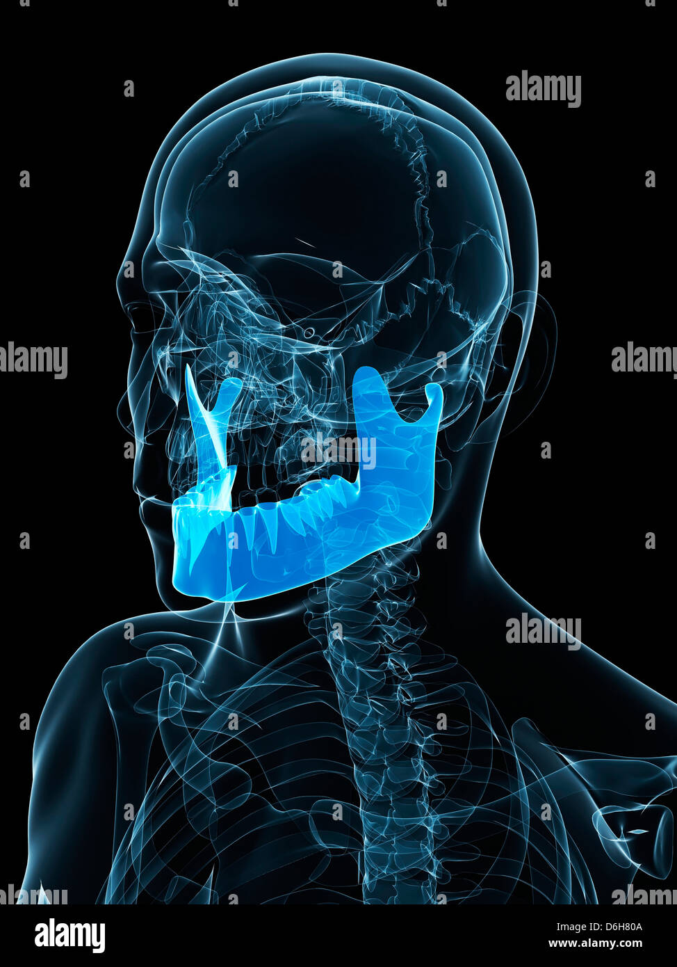 Mandibola osso immagini e fotografie stock ad alta risoluzione - Alamy