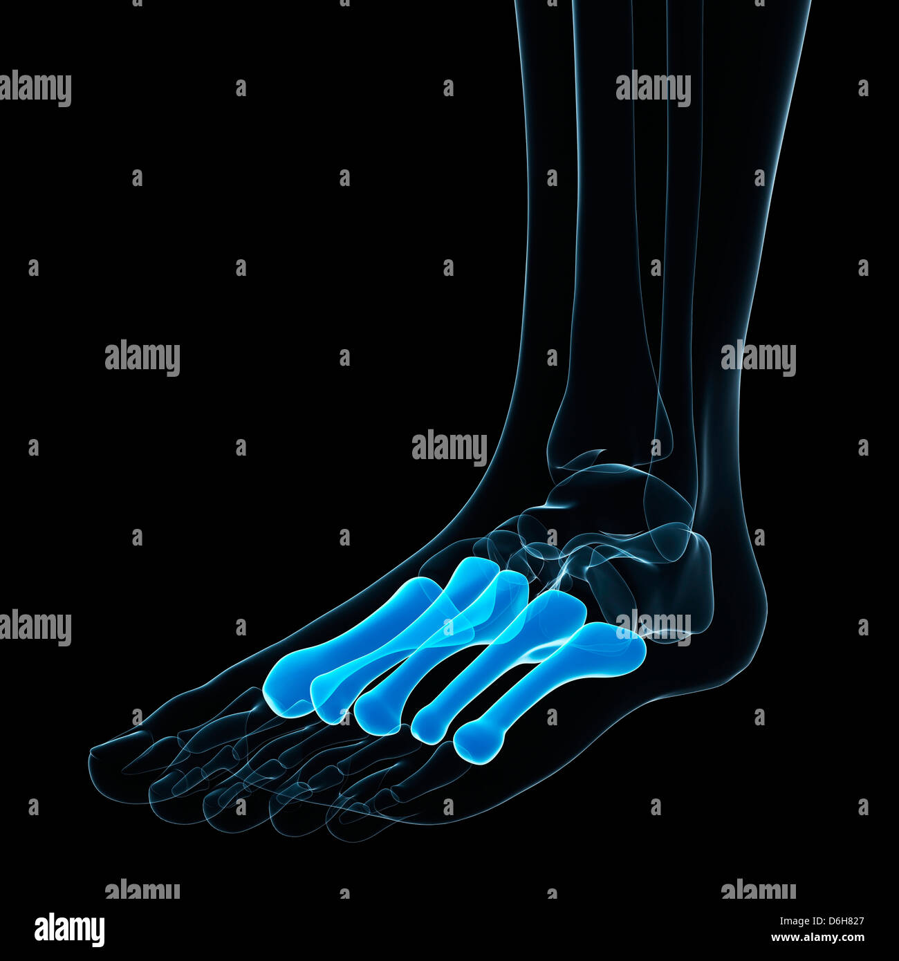 Illustrazione Ossa Piede Immagini e Fotos Stock - Alamy