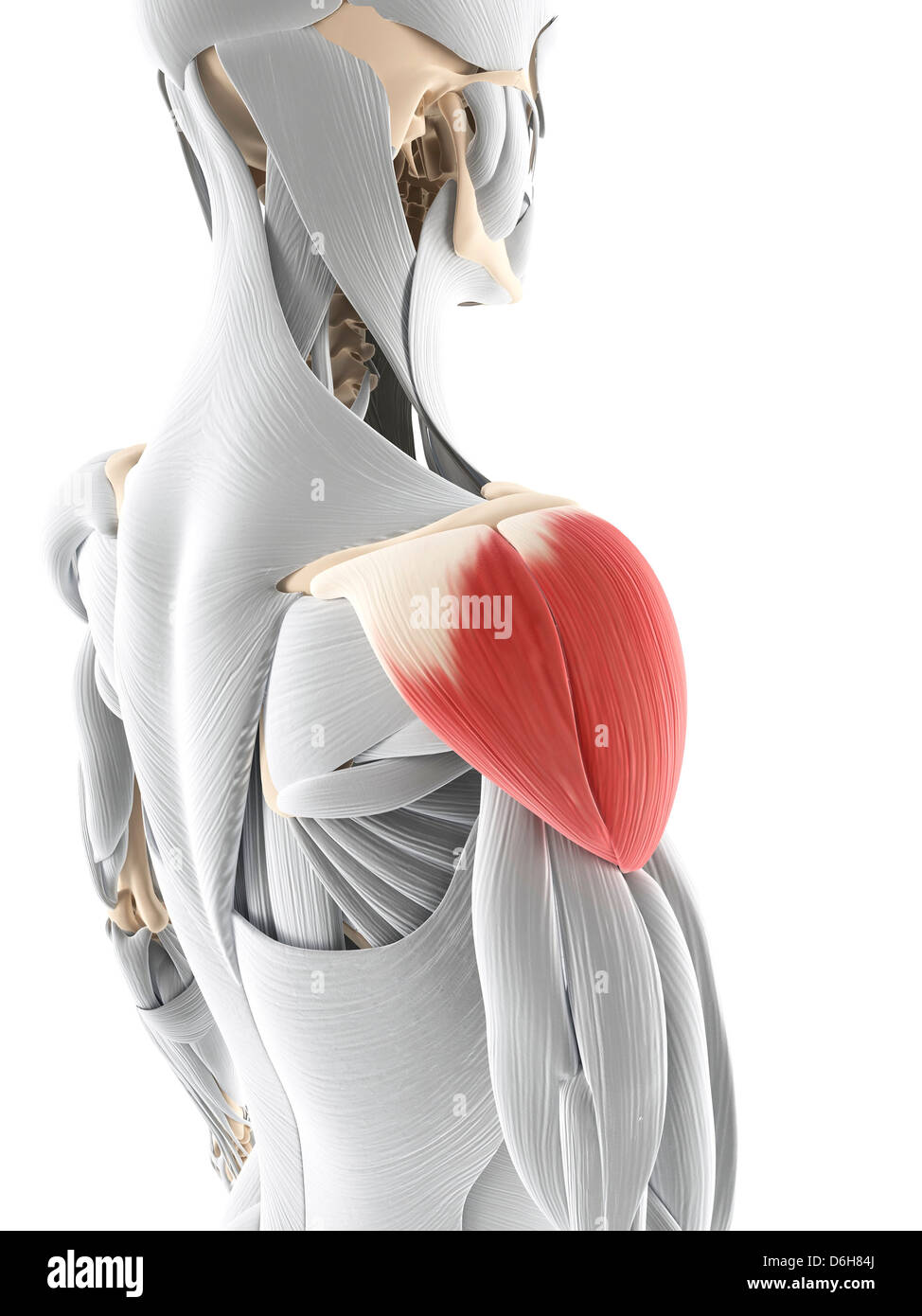 Muscolo della spalla immagini e fotografie stock ad alta risoluzione ...
