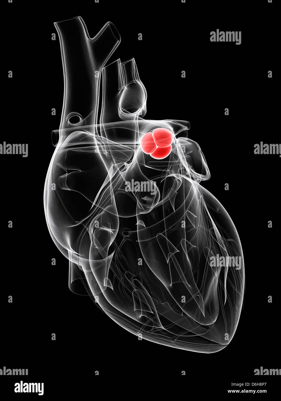 Valvola cardiaca immagini e fotografie stock ad alta risoluzione - Alamy