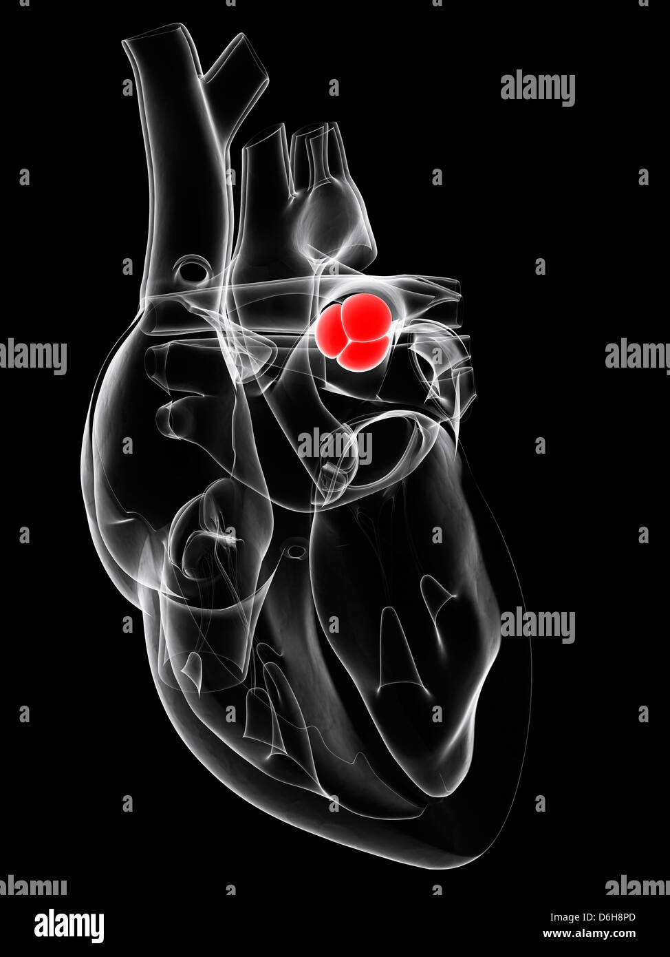 Valvola cardiaca immagini e fotografie stock ad alta risoluzione - Alamy