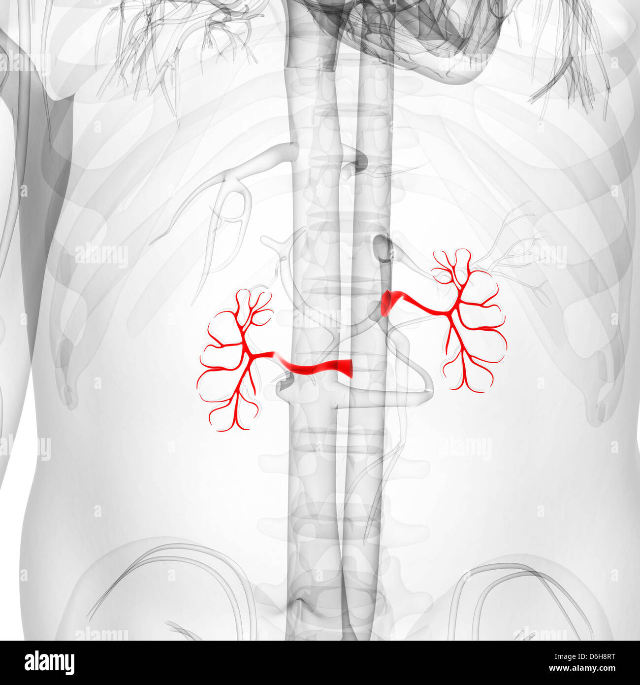 Renal artery immagini e fotografie stock ad alta risoluzione - Alamy