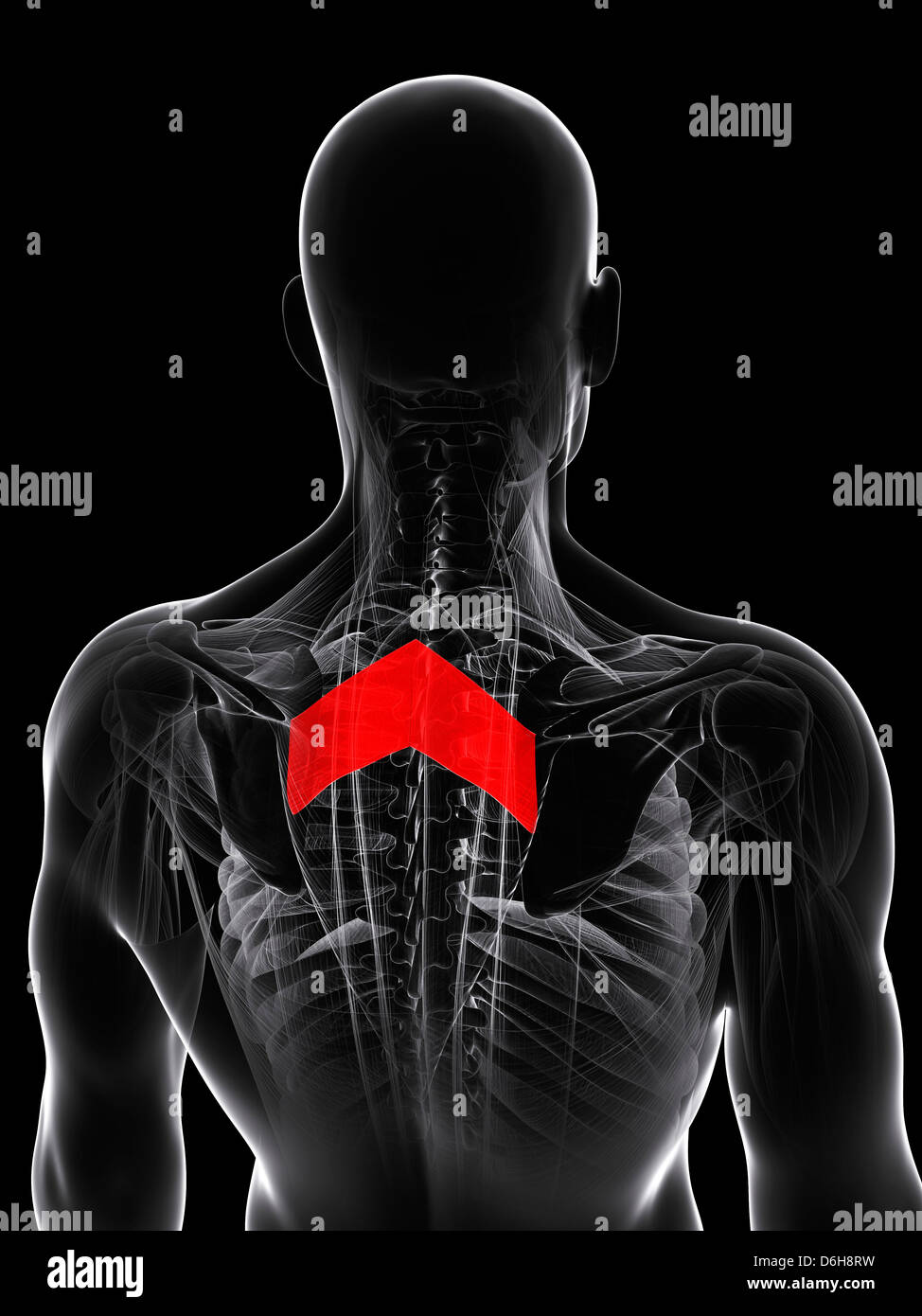 Anatomia del muscolo principale romboidale immagini e fotografie stock ...
