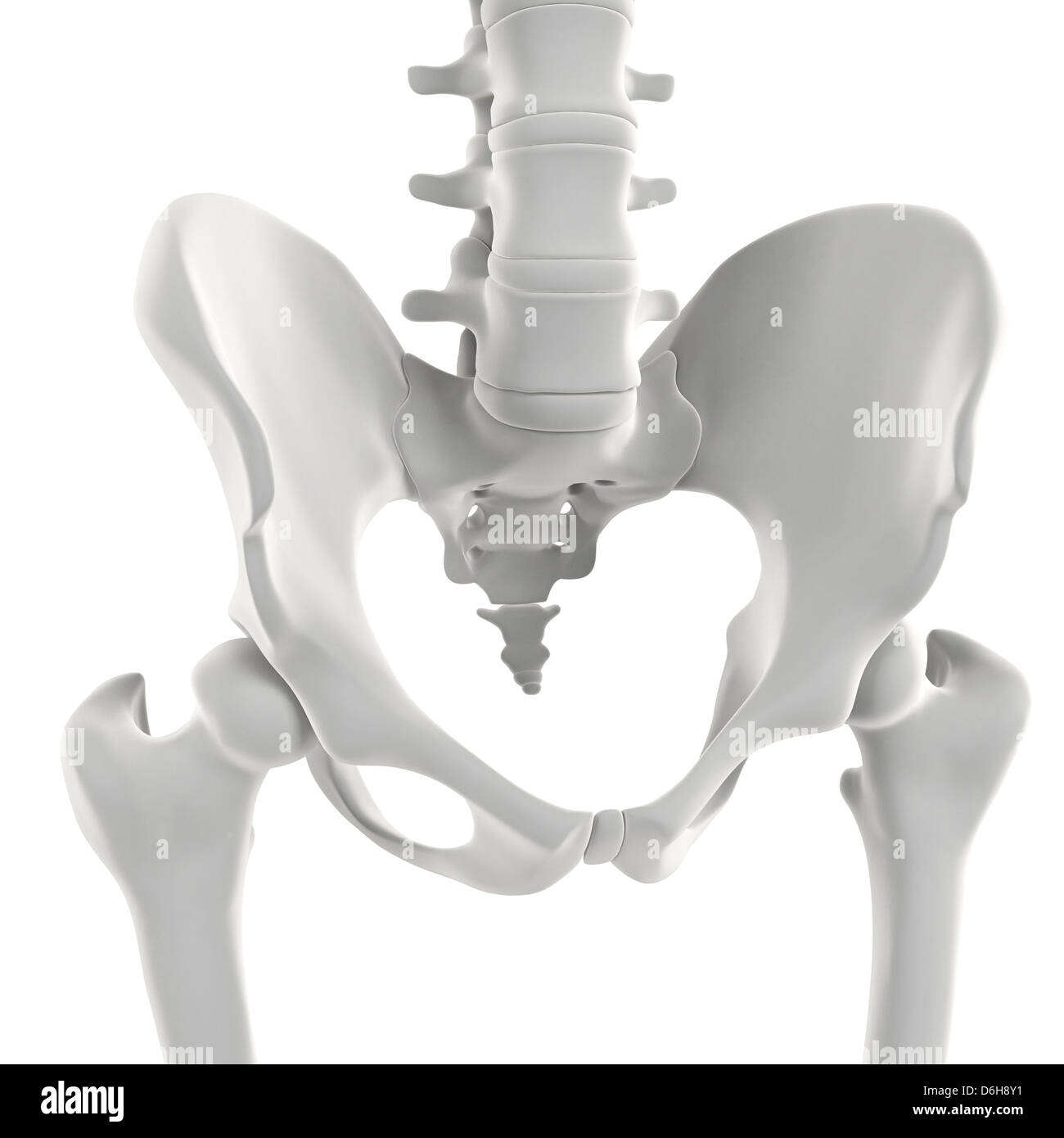 Ossa bacino immagini e fotografie stock ad alta risoluzione - Alamy