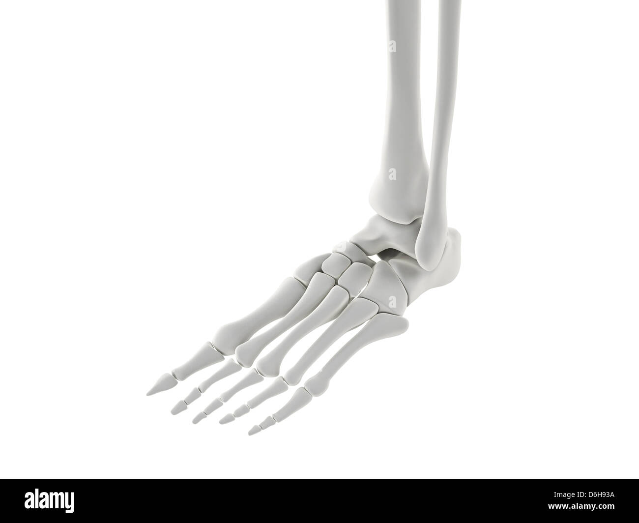 Illustrazione Ossa Piede Immagini e Fotos Stock - Alamy
