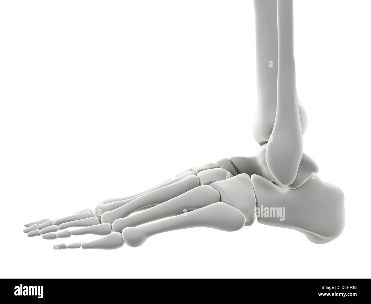 Illustrazione Ossa Piede Immagini e Fotos Stock - Alamy
