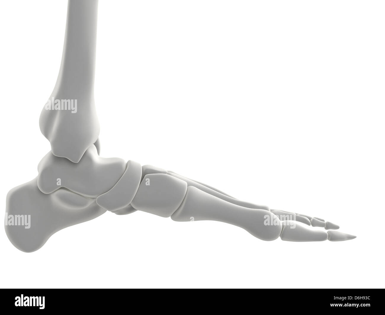 Illustrazione Ossa Piede Immagini e Fotos Stock - Alamy