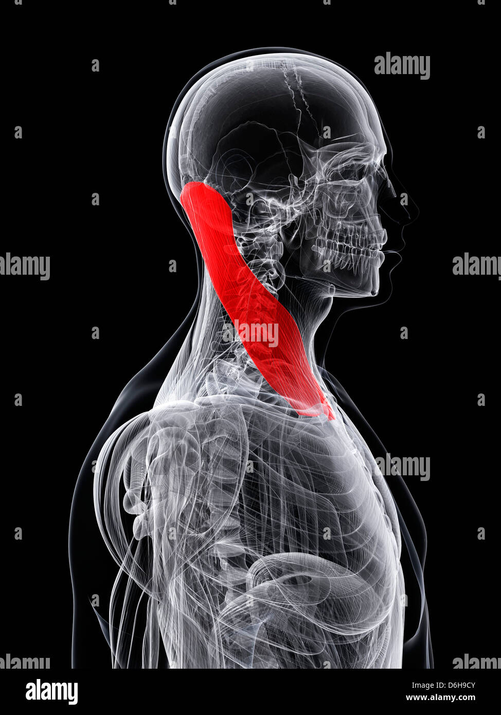 Muscolo del collo immagini e fotografie stock ad alta risoluzione - Alamy