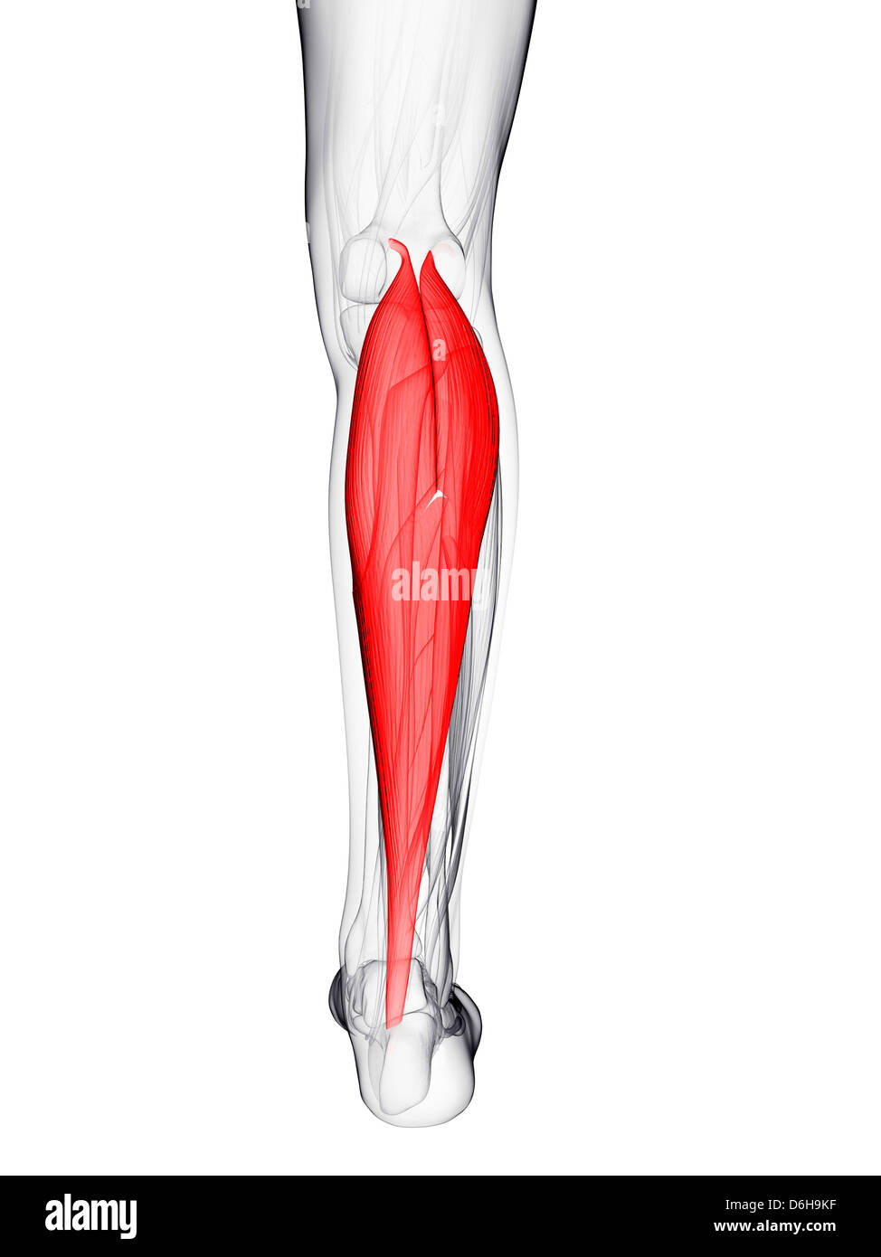 Anatomia polpaccio muscolo immagini e fotografie stock ad alta ...