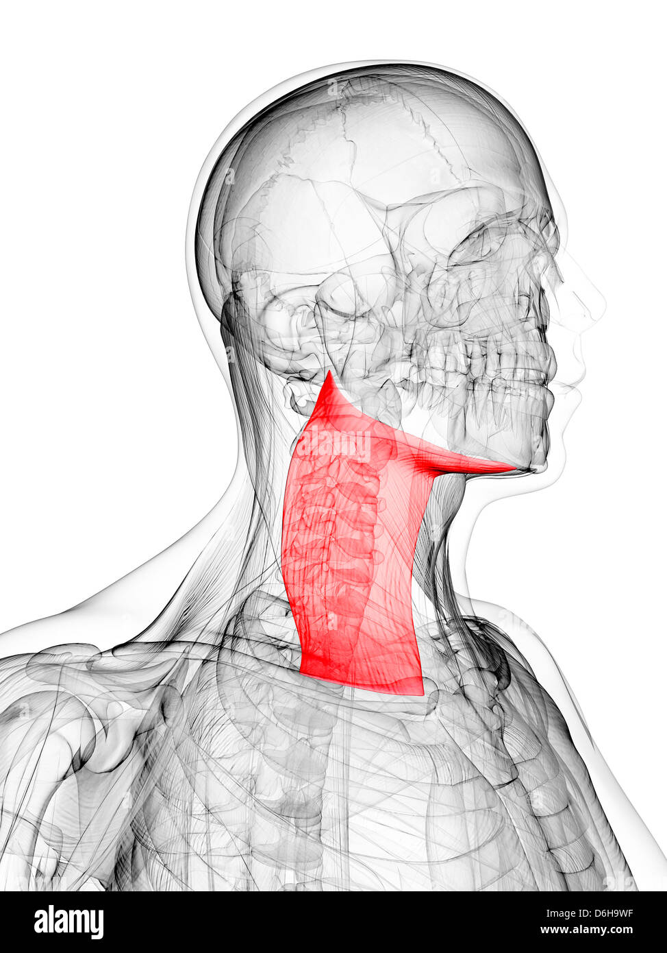 Muscolo del collo immagini e fotografie stock ad alta risoluzione - Alamy