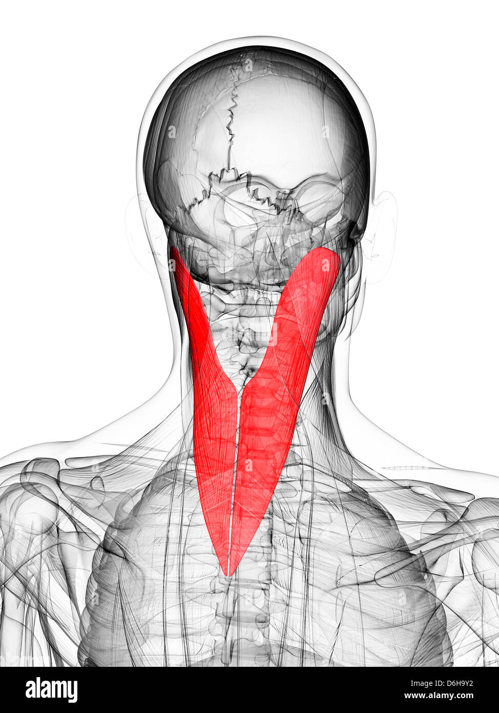 Muscolo del collo immagini e fotografie stock ad alta risoluzione - Alamy