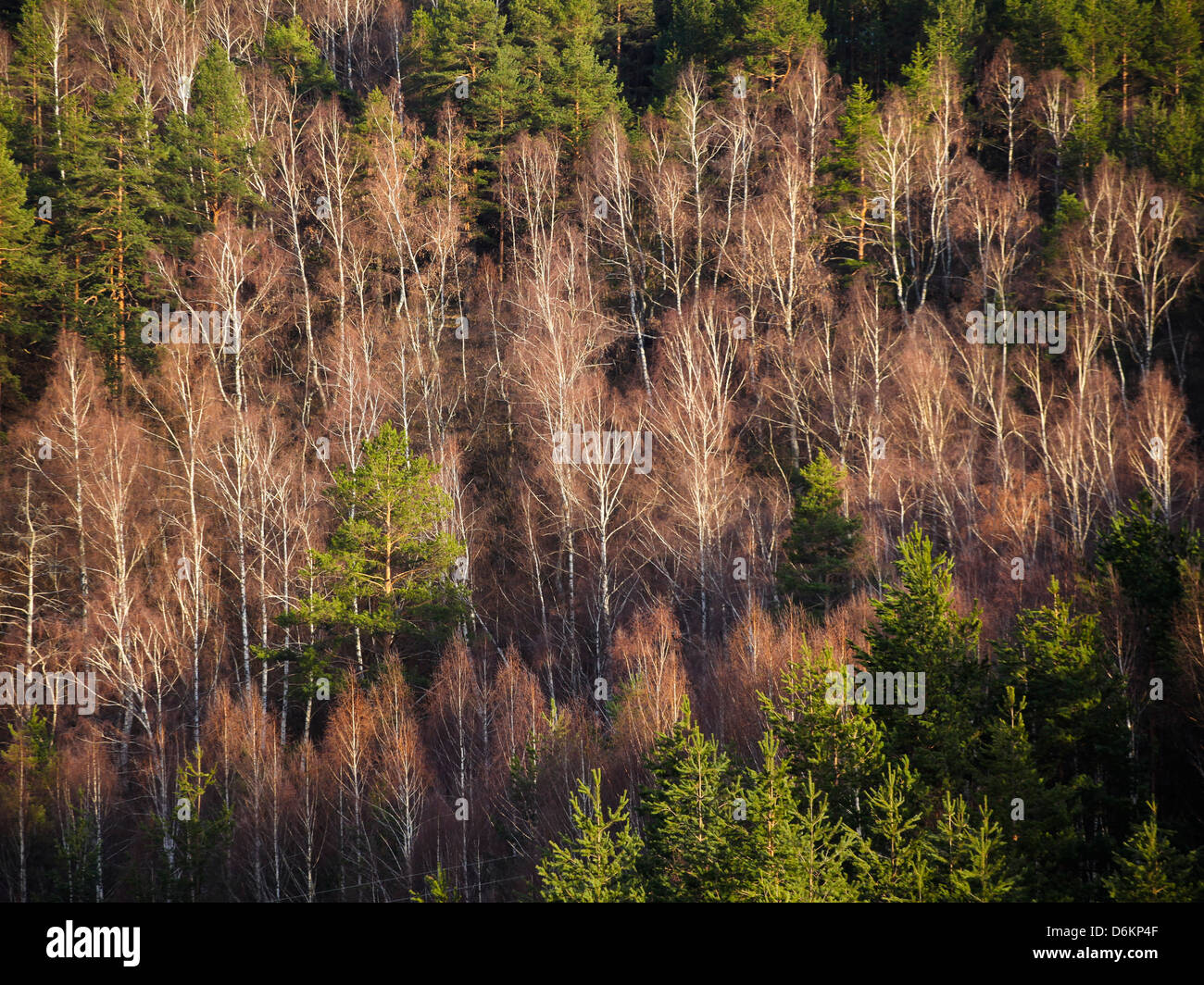 Foresta di betulle immagini e fotografie stock ad alta risoluzione - Alamy