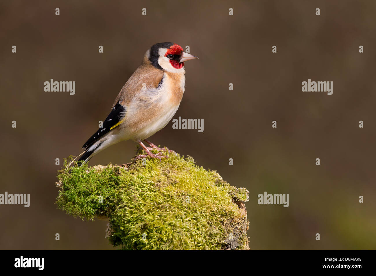 Cardellino uccello da giardino immagini e fotografie stock ad alta ...