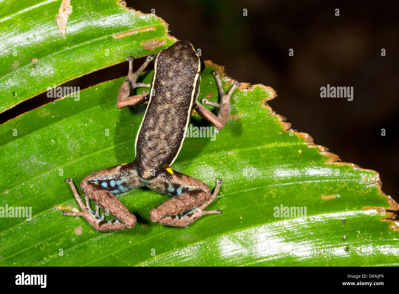Foresta pluviale amazzonica della rana del dardo del veleno immagini e ...