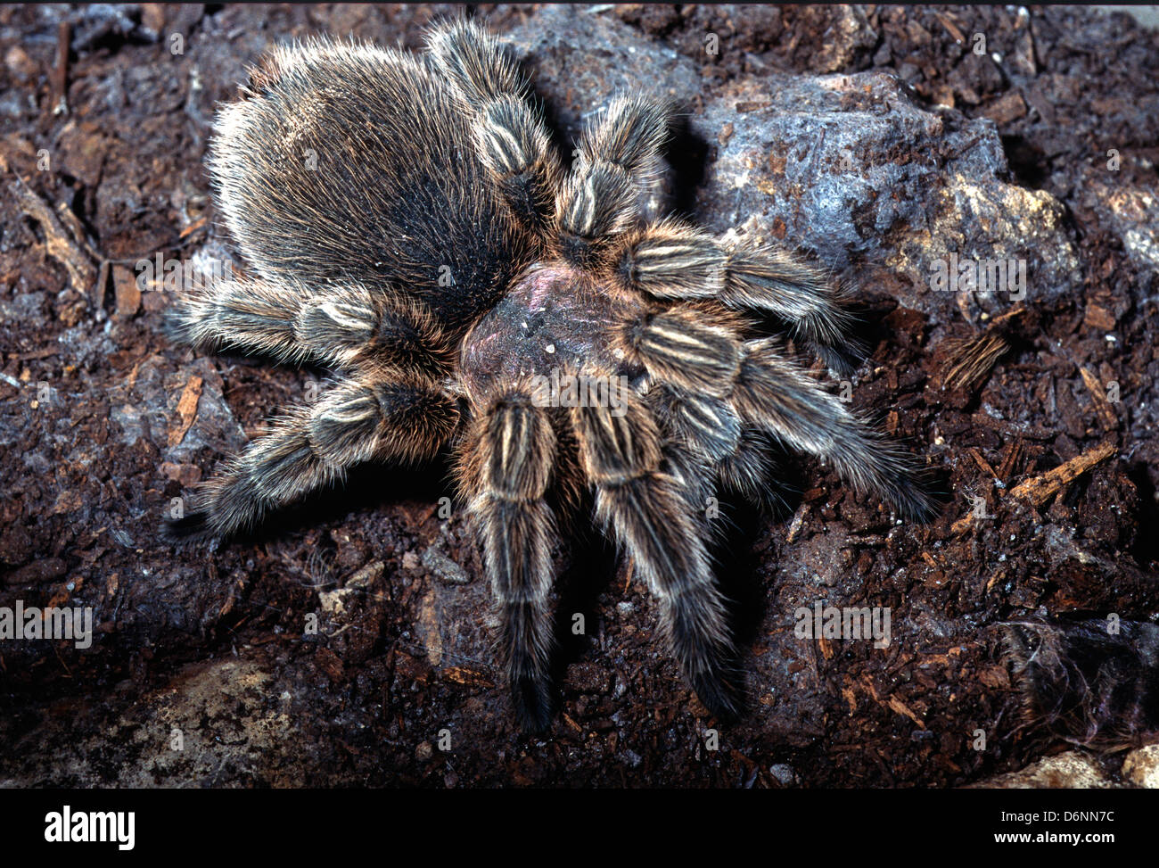 Tarantola rosa cilena grammostola spatulata immagini e fotografie stock ...