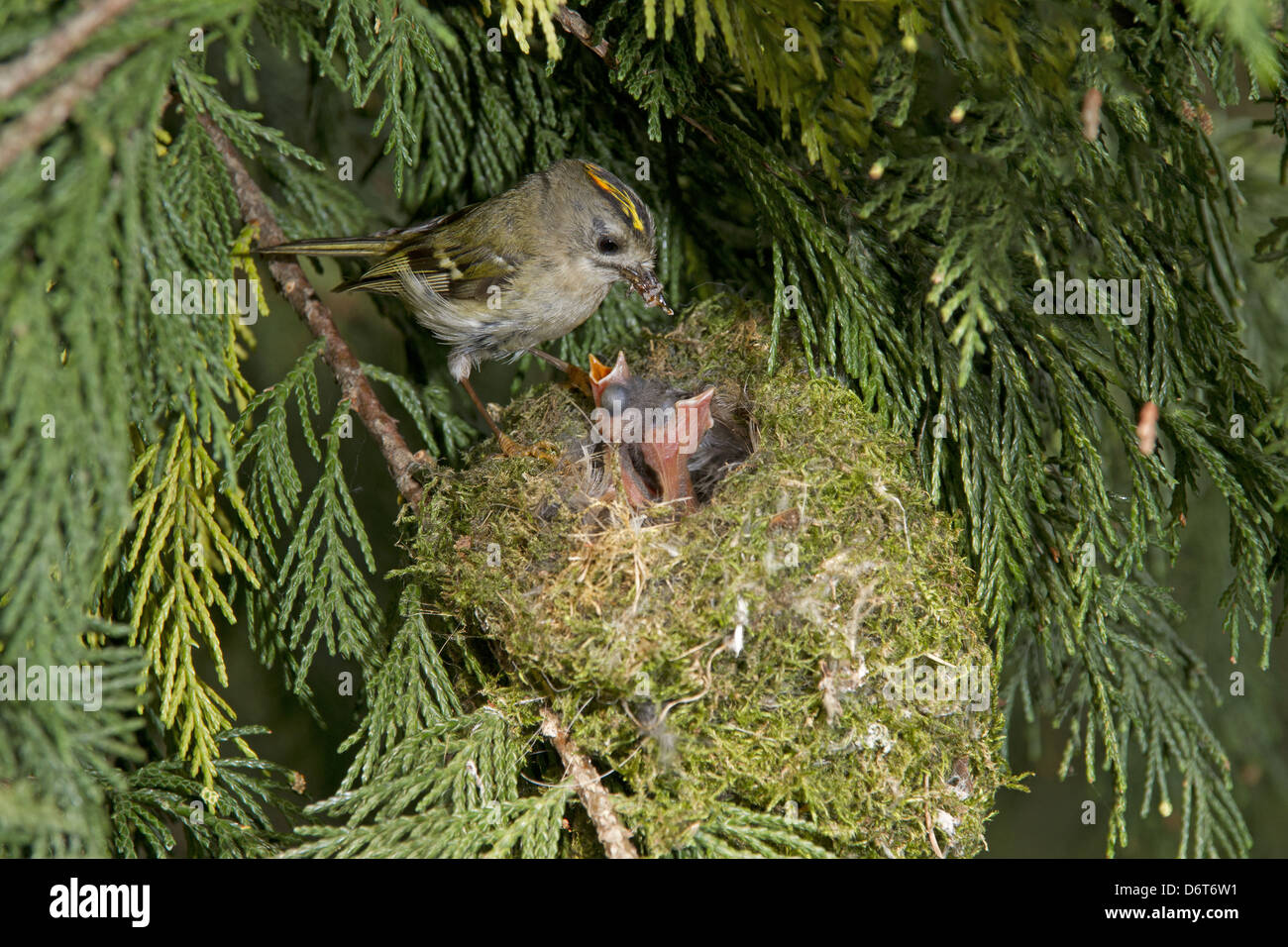 Goldcrest Regulus regulus maschio adulto alimentazione di pulcini nest ...