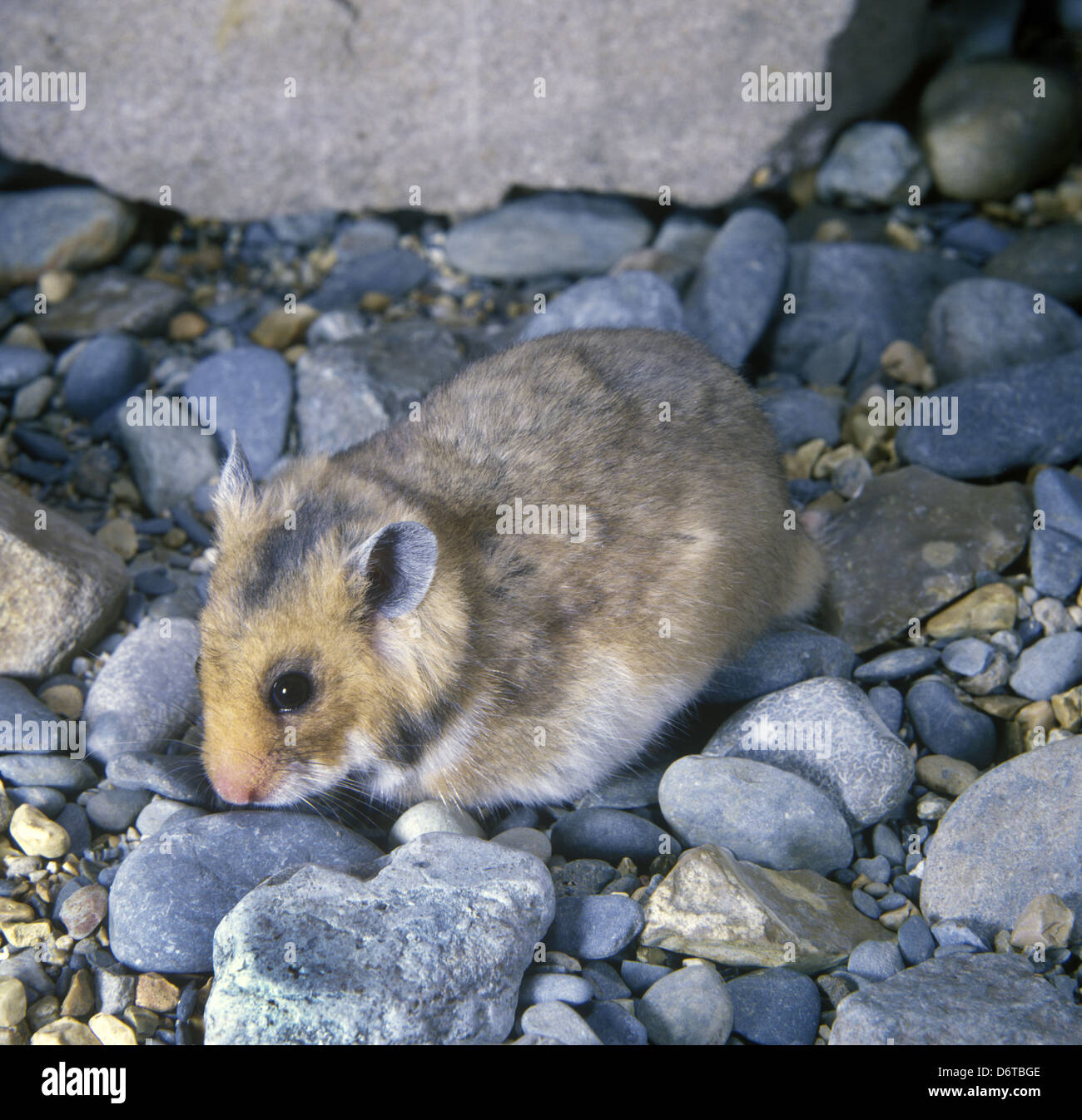 Criceto dorato mesocricetus auratus immagini e fotografie stock ad alta ...