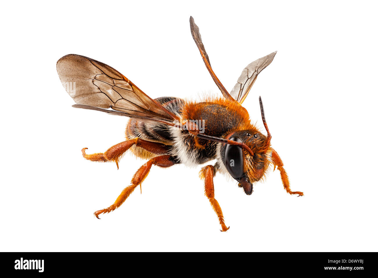 Specie di api selvatiche immagini e fotografie stock ad alta ...