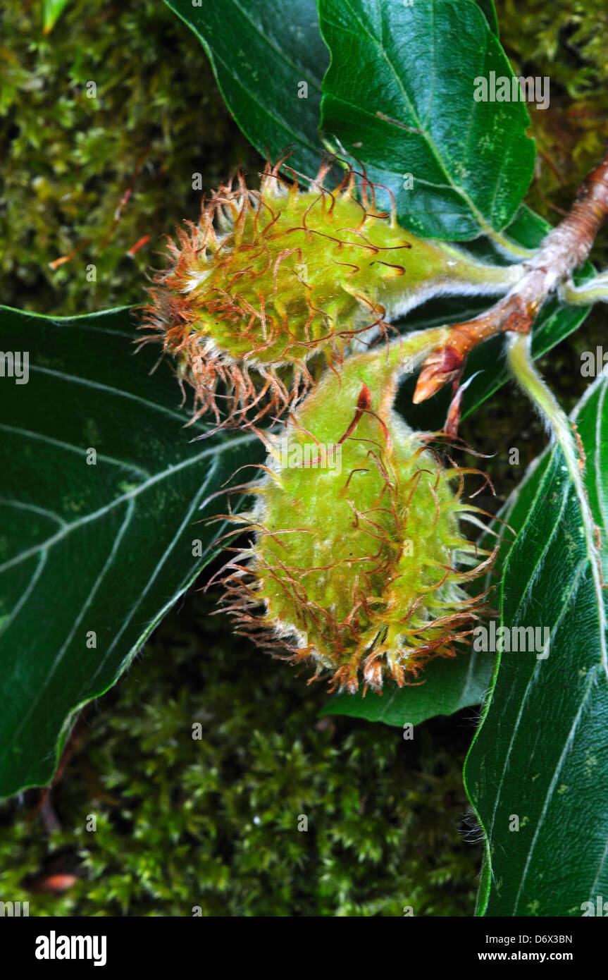 Seme di faggio immagini e fotografie stock ad alta risoluzione - Alamy