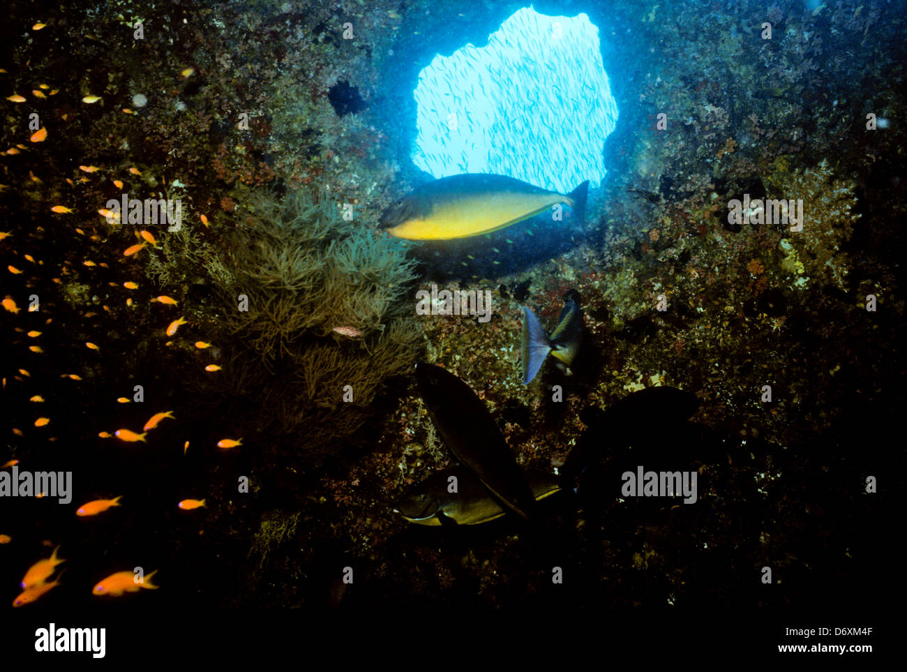 Blue Coral Seas,la fotografia subacquea,Maldive Ott 1989 subacquea ...